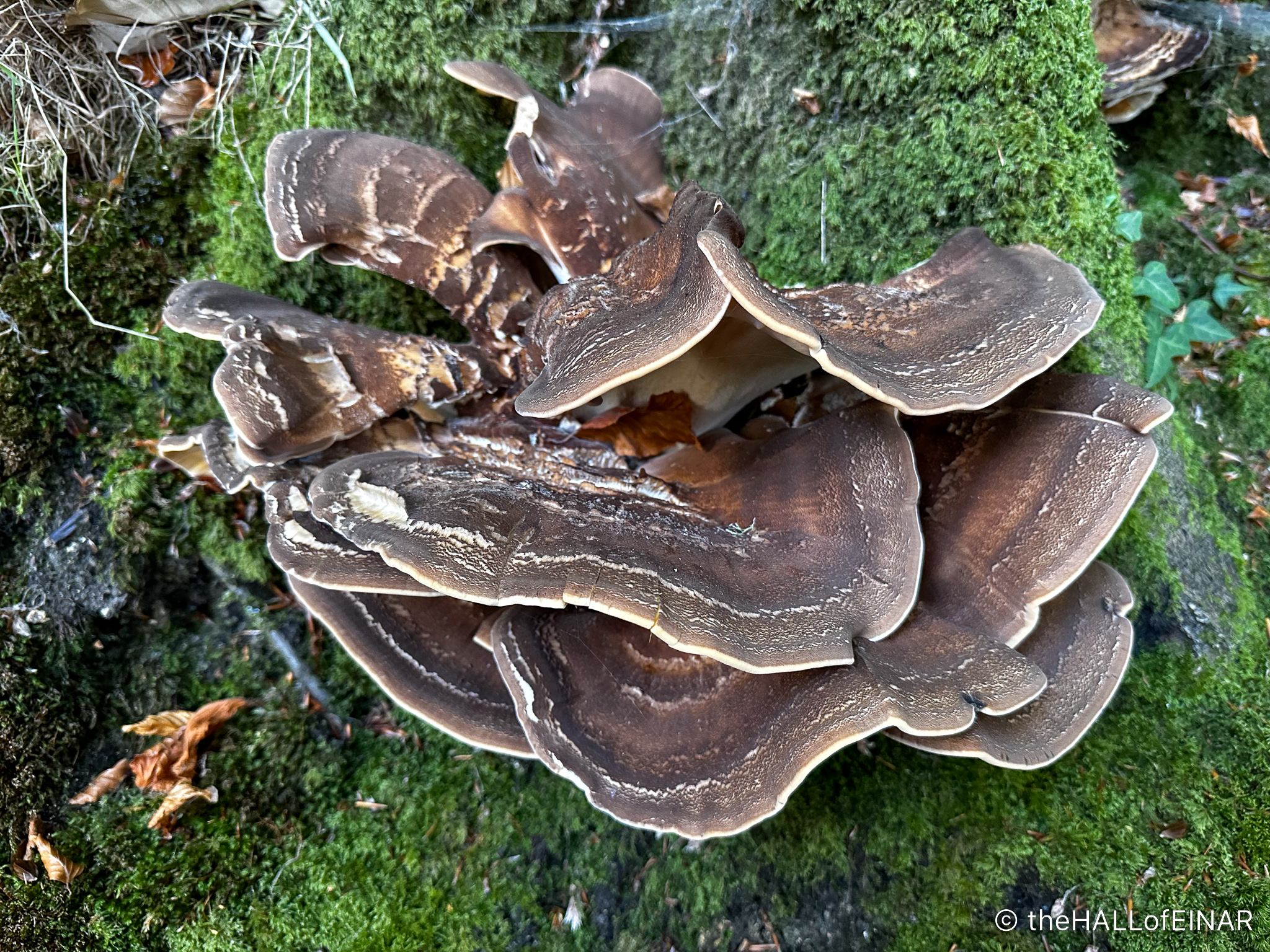 Giant Polypore – Meripilus giganteus – The Hall of Einar – photograph ...