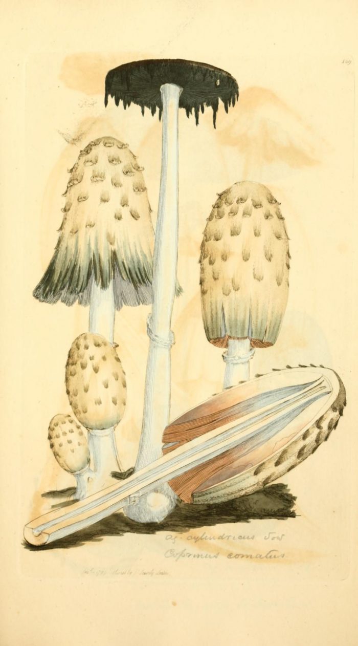 James Sowerby – Coloured figures of English fungi or mushrooms ...