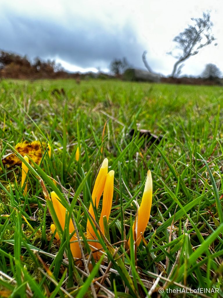 Yellow fingers grow from the short sward – David at the HALL of EINAR