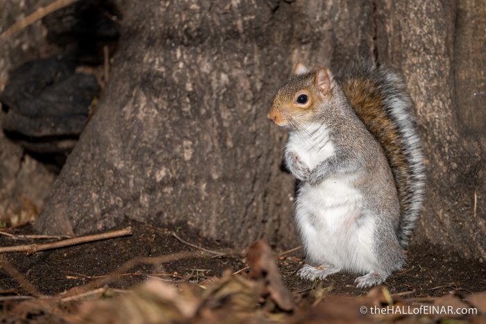 London Squirrels – David at the HALL of EINAR