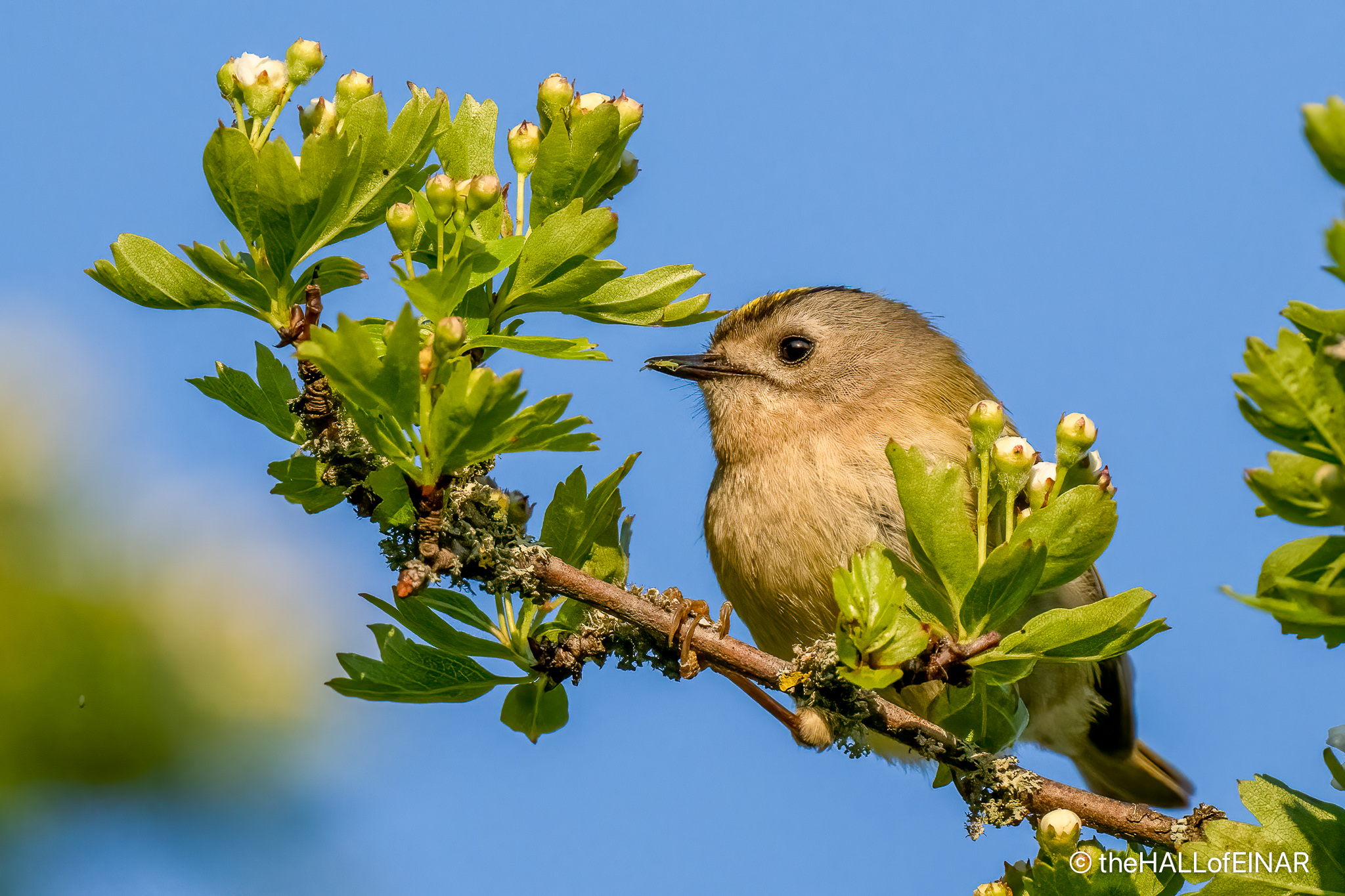Goldcrest – David at the HALL of EINAR