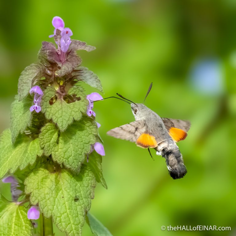 Hummingbird Hawkmoth – David at the HALL of EINAR