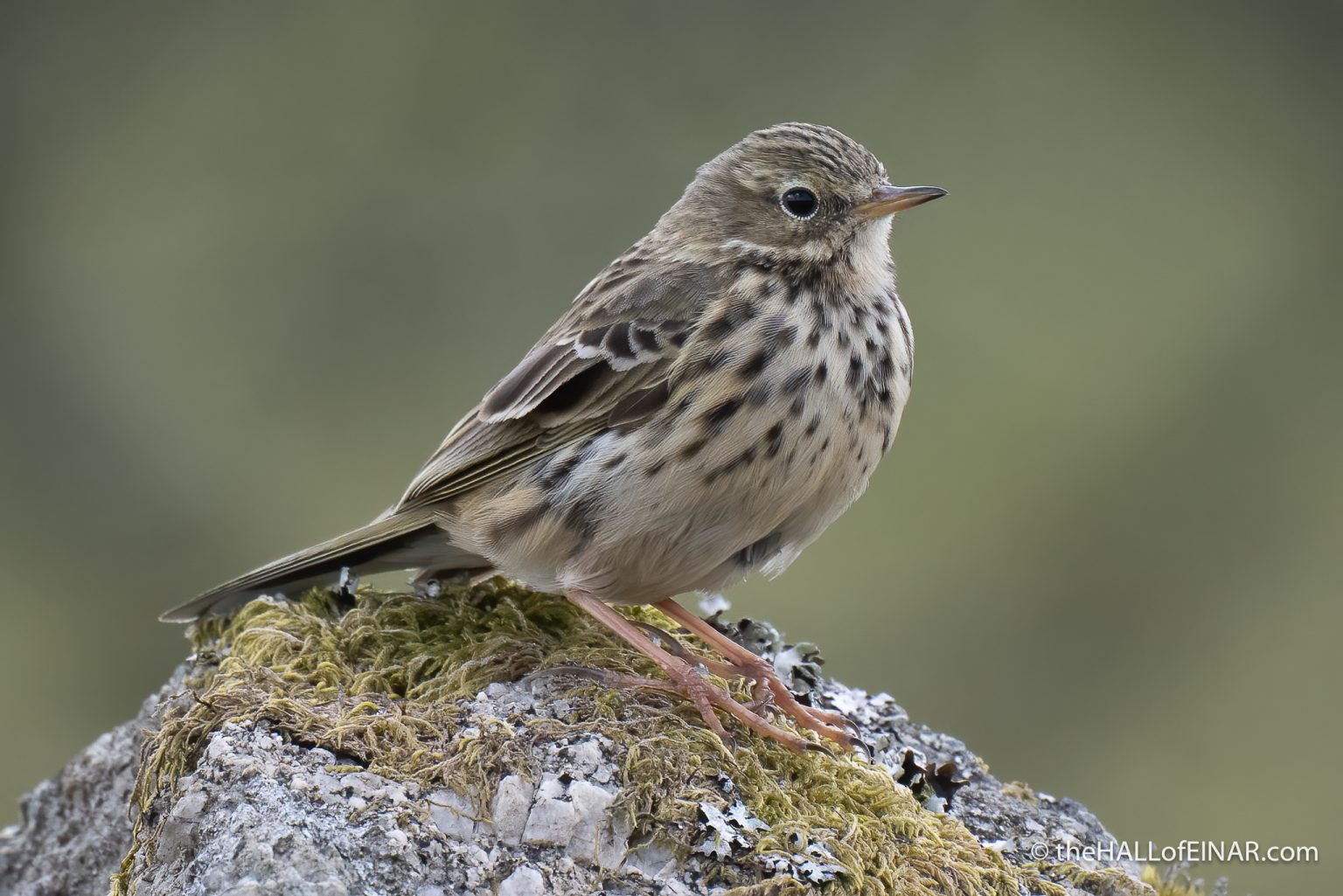 Pipit in the meadow – David at the HALL of EINAR