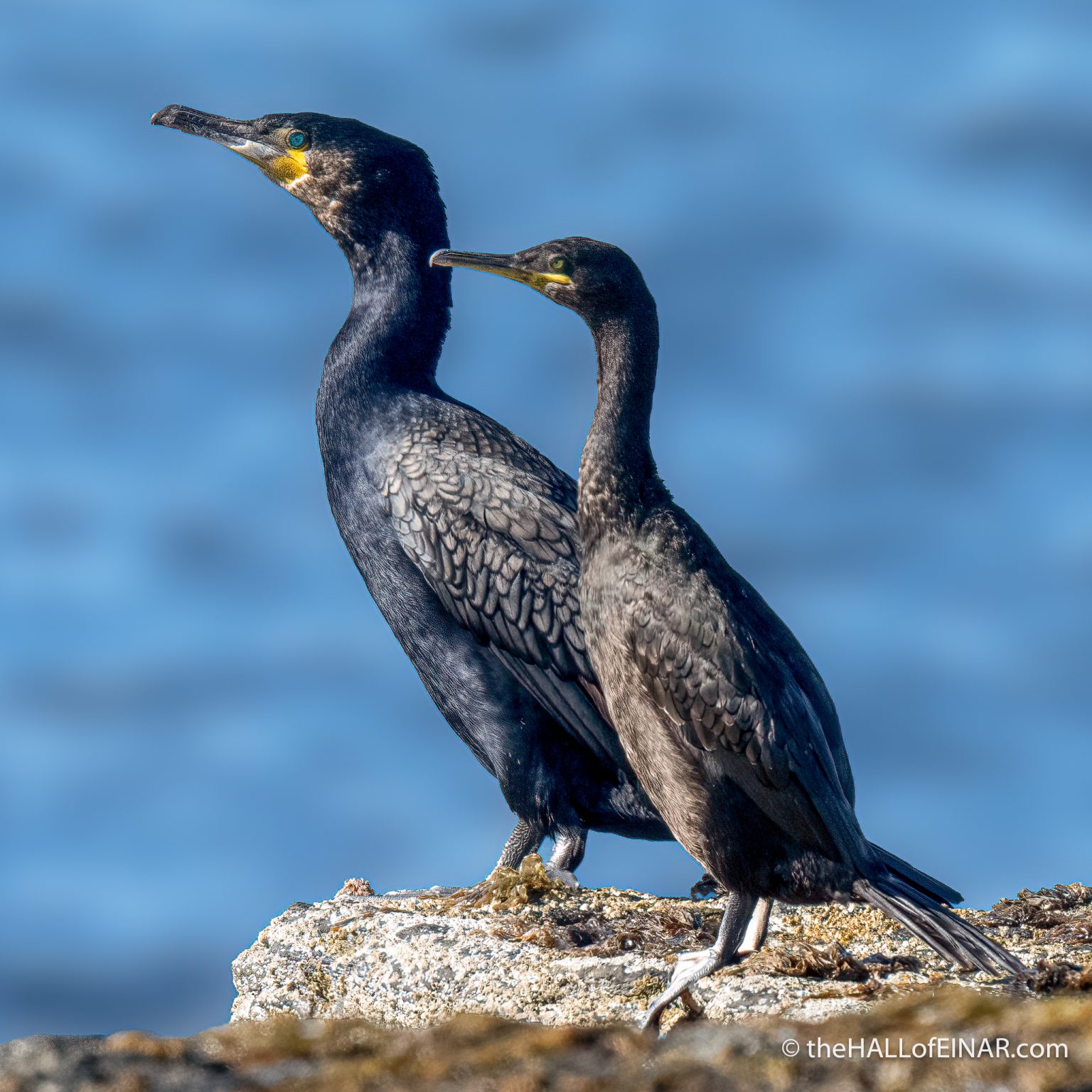 Common Cormorant V Shag David At The Hall Of Einar