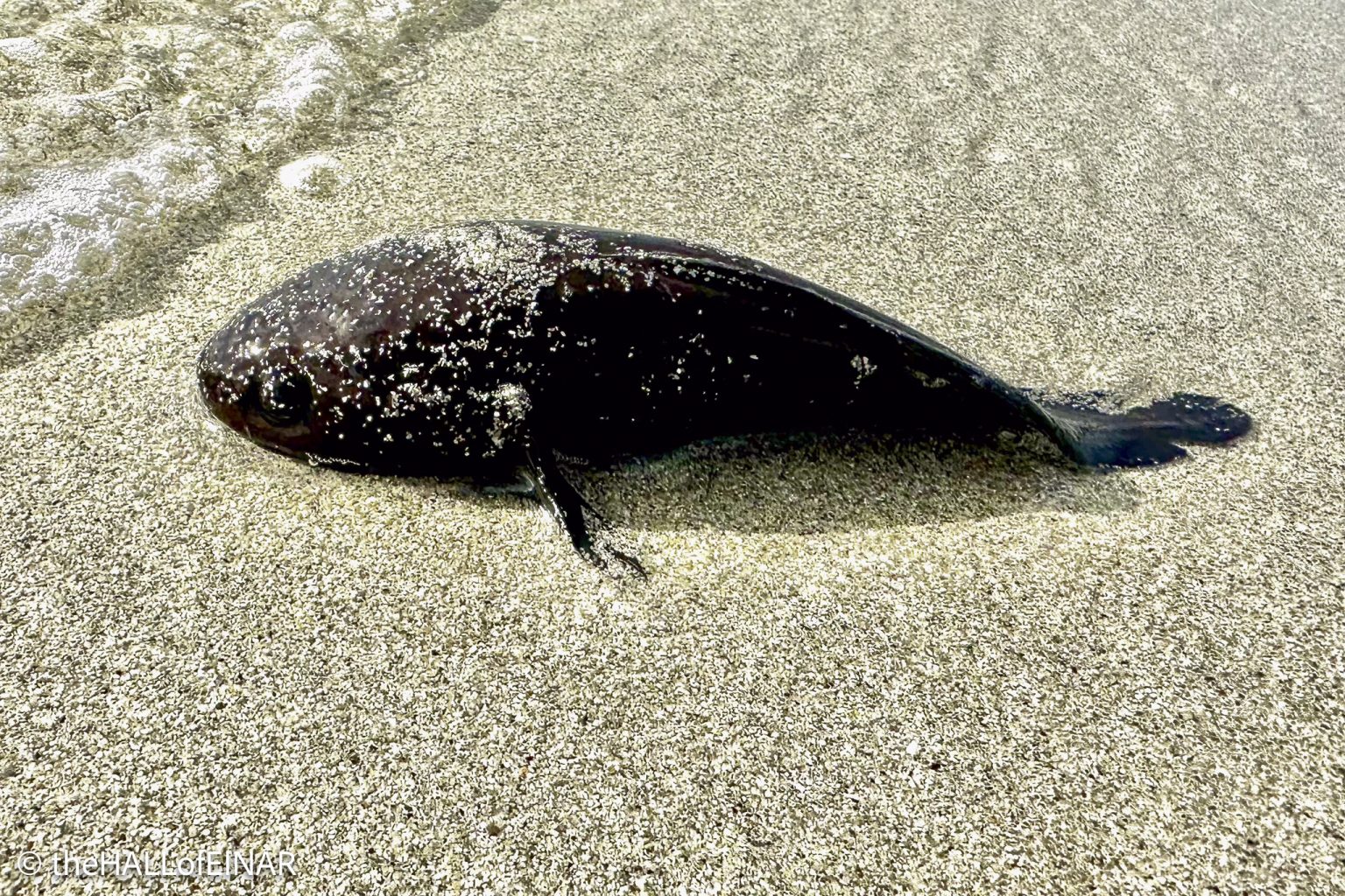 The Tadpole Fish – David at the HALL of EINAR